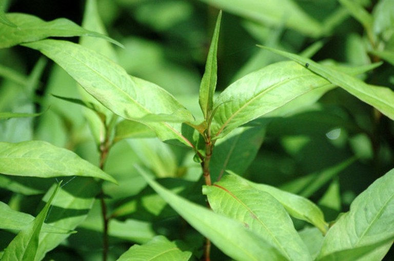 Thuốc trong vườn: Rau răm - Nông thôn Việt