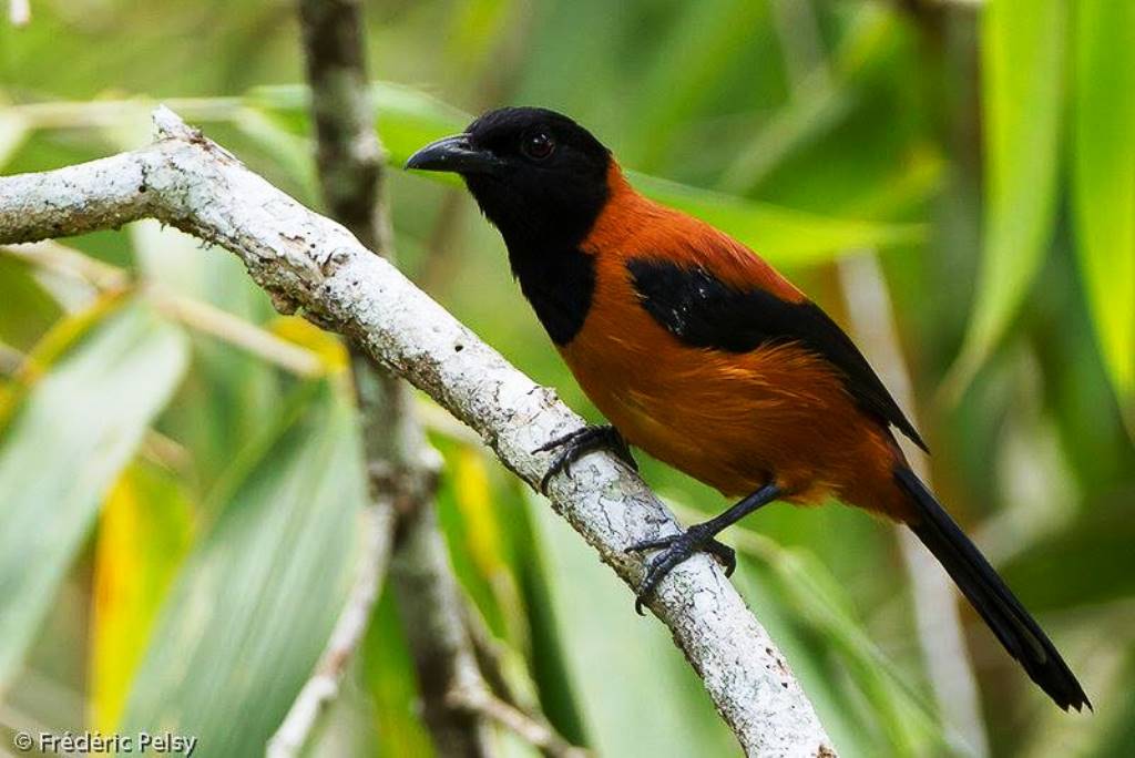 Loài chim đầu tiên và duy nhất trên thế giới có độc - Nông thôn Việt