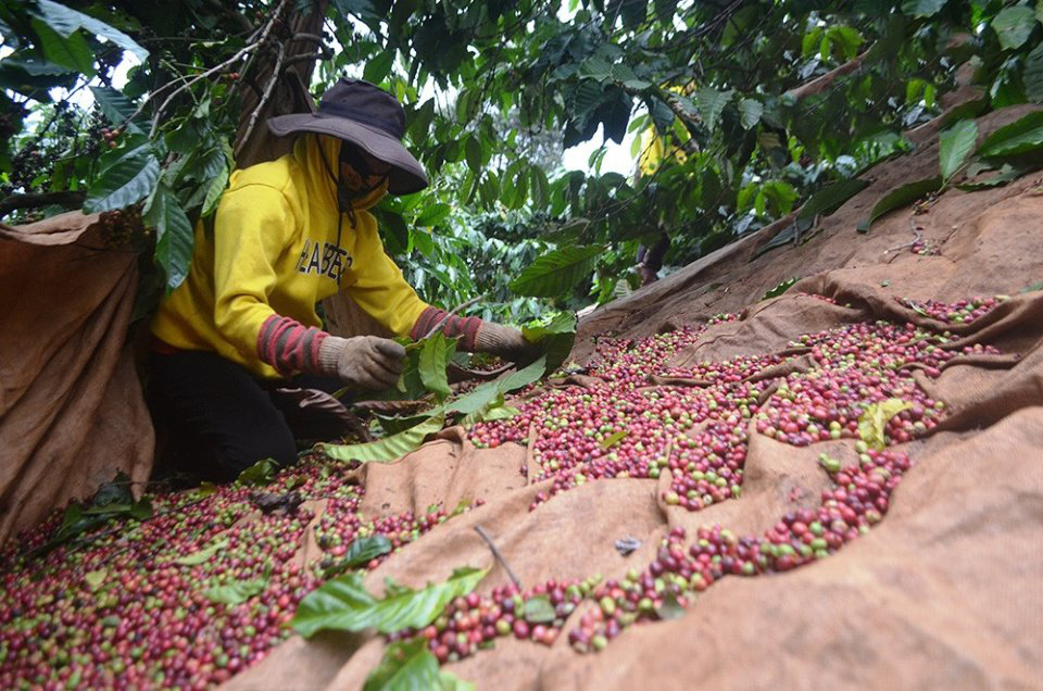 Thu hoạch đúng cách để nâng chất lượng cà phê - Nông thôn Việt