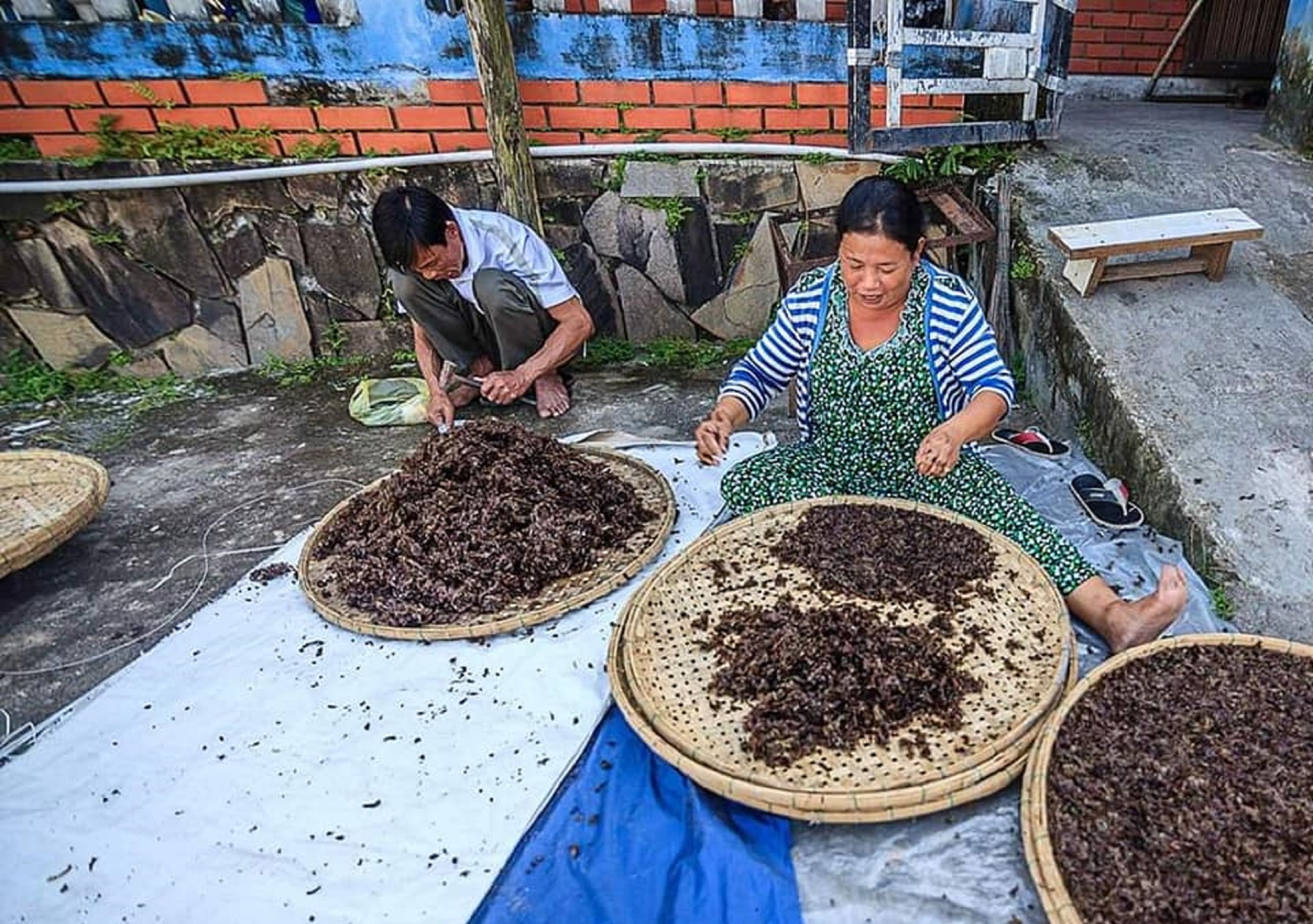 Nghề cạo rong mứt trên ghềnh đá Nam Ô - Nông thôn Việt