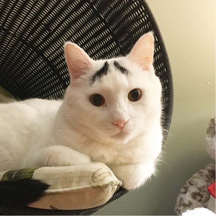 Năm Quý Mão, điểm danh những bạn mèo nổi tiếng trên mạng xã hội