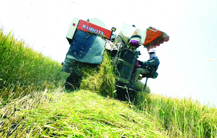 Tìm hướng đi cho nông nghiệp đô thị TP.HCM - Bài 4: Khi nông dân bỏ ...