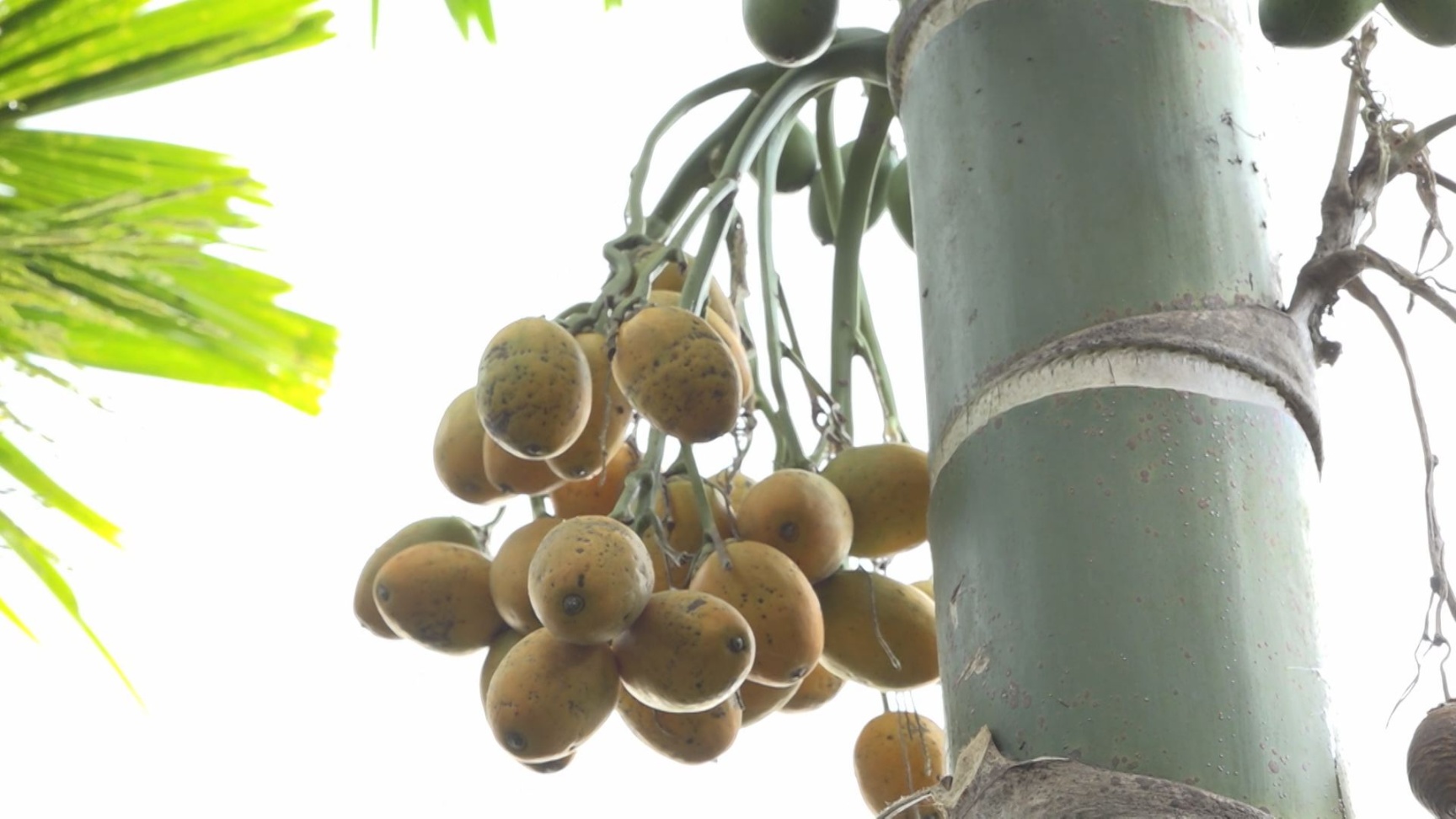 Cau chín đắt hàng mùa Tết, thương lái đếm trái tính tiền