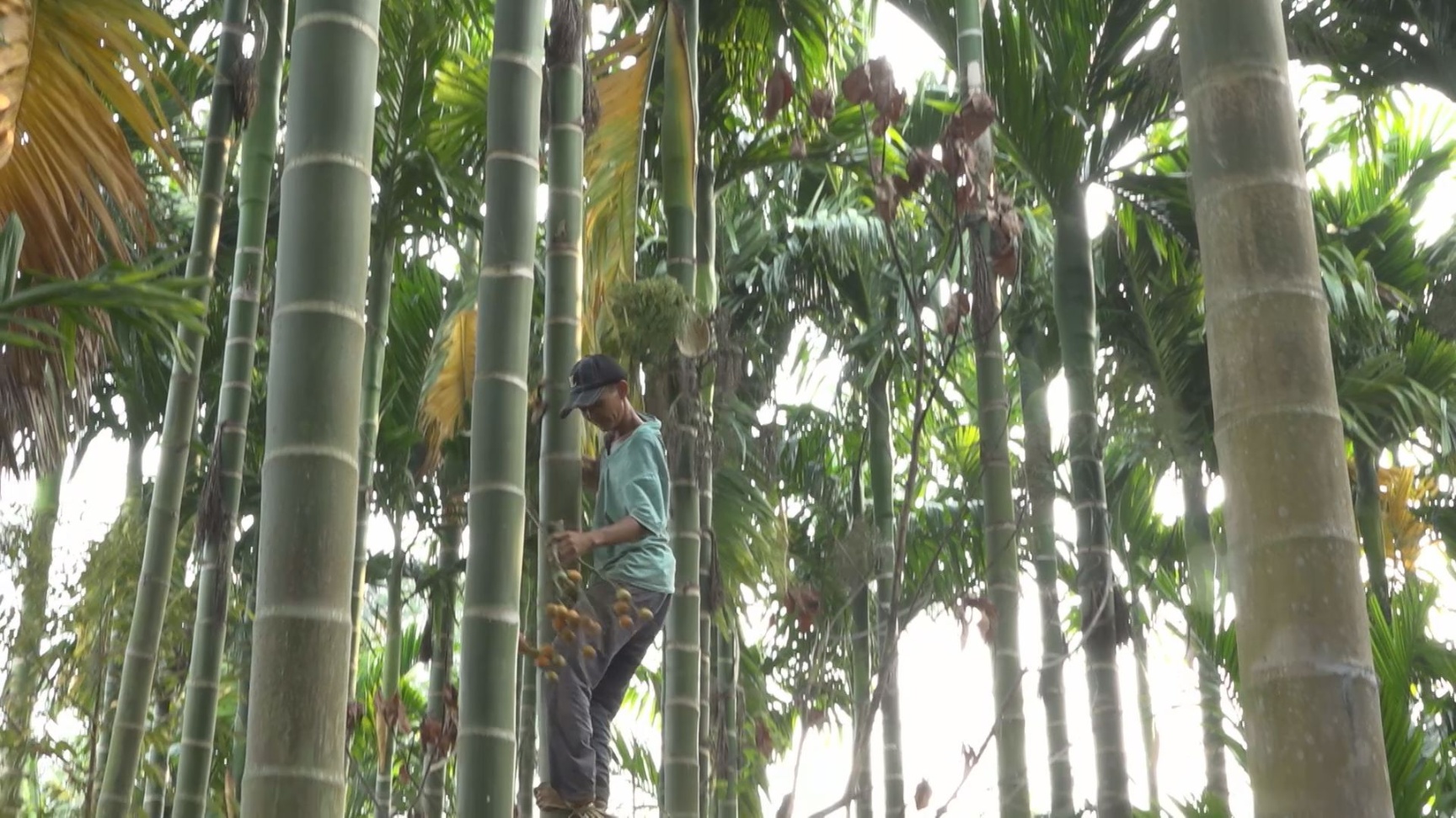 Cau chín đắt hàng mùa Tết, thương lái đếm trái tính tiền